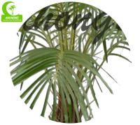 China Fiberglass Trunk H150cm Large Artificial Palm Trees For Outside for sale