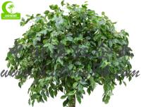 China Fire Retardant Aesthetic Faux Ficus Plant , 8ft Artificial Palm Tree In Green for sale