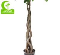 China Fire Retardant Aesthetic Faux Ficus Plant , 8ft Artificial Palm Tree In Green for sale
