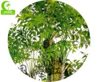 China Green Fishtail Palm 350cm Height Artificial Foliage Tree Large Size for sale