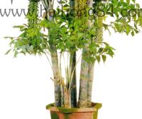 China Green Fishtail Palm 350cm Height Artificial Foliage Tree Large Size for sale