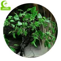 China Artificial Plastic Ficus Tree Special Artificial Potted Floor Plants For Indoor Decoration for sale