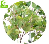 China Factory Customizable Good-Looking Artificial White Birch Tree With Three Trunk Green Garden Landscaping for sale