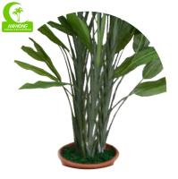 China Hot Sale Artificial Bird Of Paradise Tree With Real Touch Leaves for sale