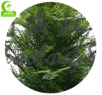 China Height 250cm Artificial Yew Tree for sale