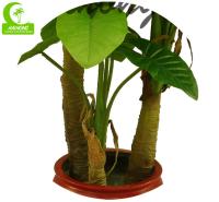 China High Simulation Lager Leaves Plant Artificial Elephant's Ear Tree With Three Trunk For Landscaping for sale
