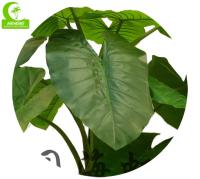 China High Simulation Lager Leaves Plant Artificial Elephant's Ear Tree With Three Trunk For Landscaping for sale