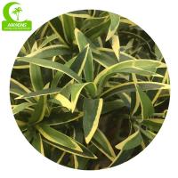 China Indoor Decoration 110cm Artificial Podocarpus Tree Customizable for sale