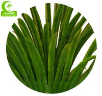 China High Imitation 165cm Big Fan Artificial Tropical Tree Luxury for sale
