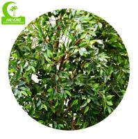 China No Nursing H150cm Plastic Ficus Tree , Small Artificial Tree durable for sale
