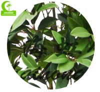 China Lifelike Wiind Resistance Artificial Money Tree Plant , 5ft Outdoor Artificial Tree for sale