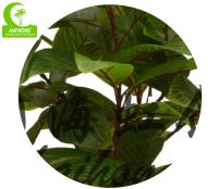 China Factory Handmade Hot Selling Popular Artificial Zebra Plant With Pot for sale