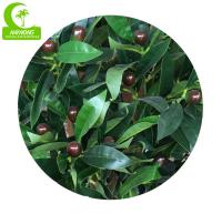China High Simulation 225cm Artificial Foliage Tree For Indoor Decoration for sale