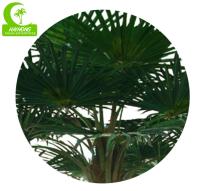 China Handmade PE Leaf 450cm Fake Outdoor Tropical Plants For Star Hotel for sale