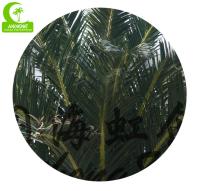 China Anti UV Artificial Tropical Tree for sale
