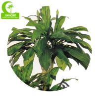 China Wholesale Stunning 220cm Artificial Dracaena Tree Space Decor For Indoor Decoration for sale