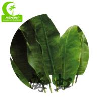 China Beautiful 280cm Artificial Traveller's Palm Large Size Plant Garden Landscaping And Indoor Decor for sale
