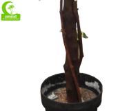 China Wholesaler Popular Beautiful 165cm Artificial Variegated Ficus Tree Indoor Decor And Space Landscaping for sale