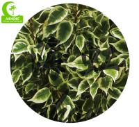 China Wholesaler Popular Beautiful 165cm Artificial Variegated Ficus Tree Indoor Decor And Space Landscaping for sale
