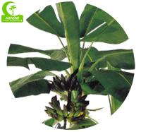 China No Nursing 250cm High Artificial Tropical Tree For Shopping Center for sale