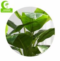China Indoor Decorative 180cm Artificial Diffenbachia Plant Big Green Leaves For Space Landscaping for sale