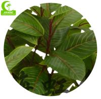 China Good-Looking Homesense Artificial Plants Artificial Zebra Plant Garden Decor for sale