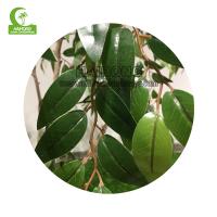 China Real Touch 130cm High Artificial Ficus Tree , Lifelike Artificial Palm Trees Durable for sale