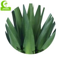 China Real Touch Height 100cm Green Artificial Succulents In Pots for sale