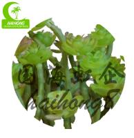 China Anti FadingNo Nursing Artificial Succulent Plant , Mini Fake Succulents 15cm for sale