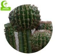 China Durable High Simulation 120cm Artificial Cactus Plants In Pots For Indoor for sale