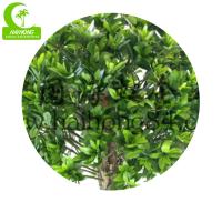 China Anti Fading Aesthetic 110cm Artificial Podocarpus Tree With Pot for sale