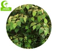 China Real Touch 170cm High Artificial Ficus Tree , Silk Artificial Tree For Office for sale