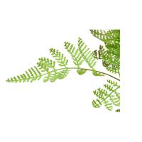 China 30cm Height 12 Leaves Artificial Fern Bush , Fake Fern Leaves For Wall Decoration for sale
