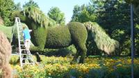 China HAIHONG Beautiful Plants And Flowers Topiary Sculpture Fashionable for sale