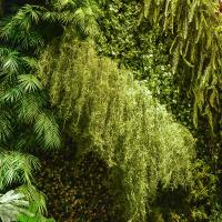China Decorative Anti UV Vertical Greening , Artificial Plant Wall HAIHONG for sale