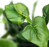 China 20 Inches High Artificial Plastic Dieffenbachia For Table Office Decoration for sale