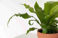 China Modern Plastic Potted Artificial Bonsai Bird Nest Fern for sale