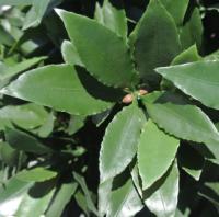 China Height 160cm Artificial Potted Floor Plants Plastic Laurel Tree for sale