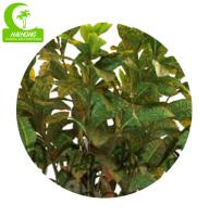 China Customized 180cm fake Natural Foliage Variegated Croton Plant for sale