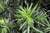China Bonsai 130cm Podocarpus Artificial Landscape Trees For Indoor Decoration for sale