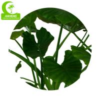 China High Simulation Natural Elephant's Ear Plant With Beautiful Pots for sale