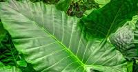 China High Simulation Natural Elephant's Ear Plant With Beautiful Pots for sale