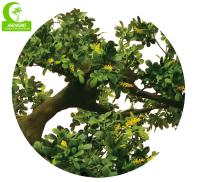 China Lifelike Artificial Potted Floor Plants High Simulation Topiary Greenery Boxwood for sale