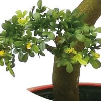 China Lifelike Artificial Potted Floor Plants High Simulation Topiary Greenery Boxwood for sale