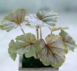 China 27cm Begonia Artificial Potted Floor Plants Table Office Home Decoration for sale
