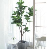 China ODM 200cm Height Artificial Potted Floor Plants Fiddle Ficus for sale