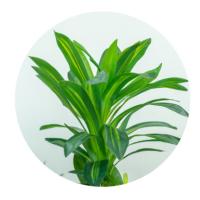 China Stunning 170cm Real Touch Dracaena Bonsai Plant For Landscaping for sale