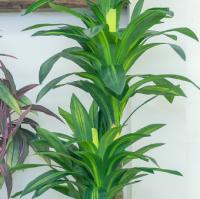China Stunning 170cm Real Touch Dracaena Bonsai Plant For Landscaping for sale