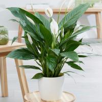 China Spathiphyllum Peva Artificial Potted Floor Plants White Flowers Indoor Decor for sale