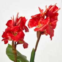 China OEM Plastic Green Leaves 160cm Artificial Canna Lily for sale